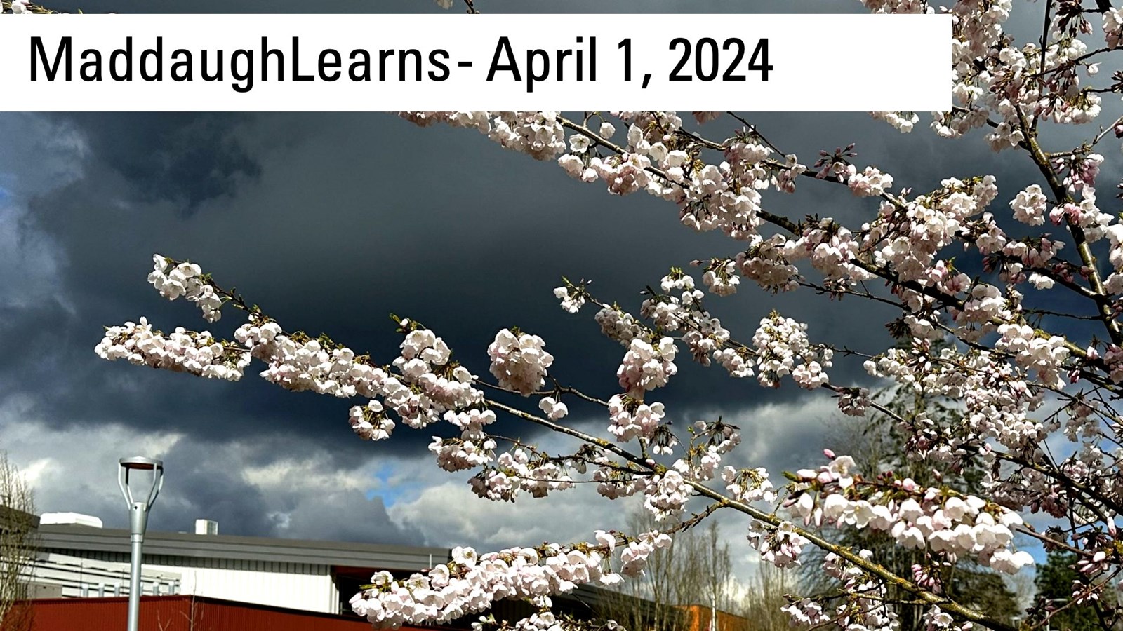 Enjoy the April 1 MaddaughLearns Update